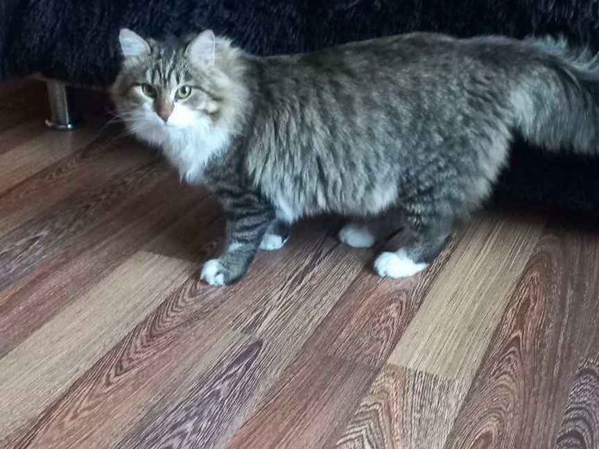 Отдам котика 7 мес