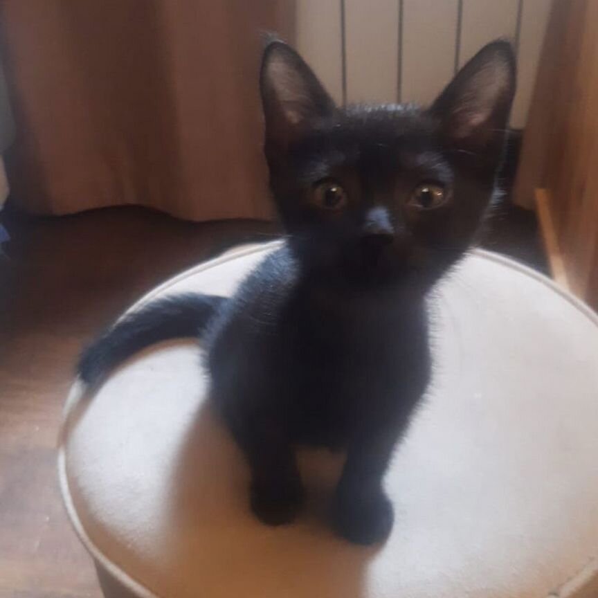 Ищет дом милый котеночек