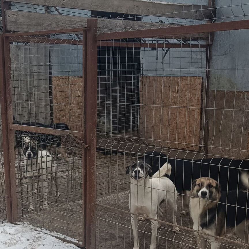 Щенки ищут дом