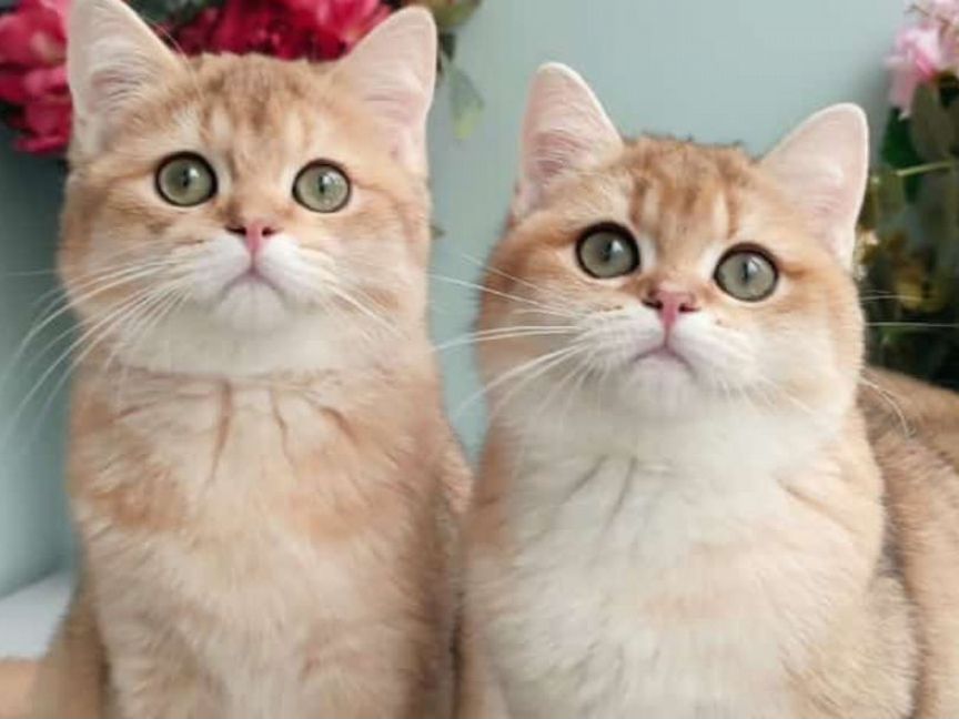 Супер котята
