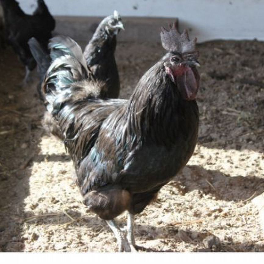 Куры несушки, возраст 1 год