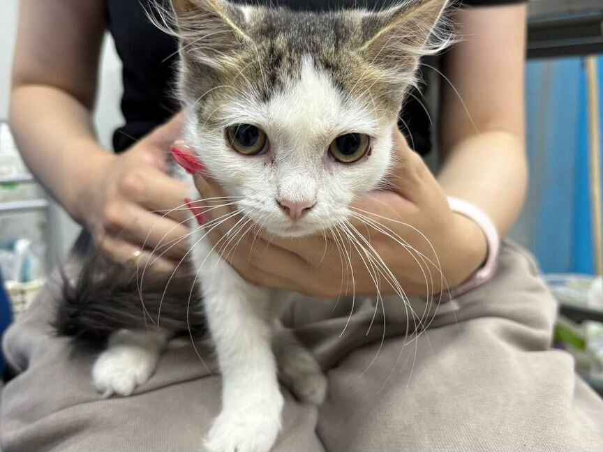 Котенок мальчик