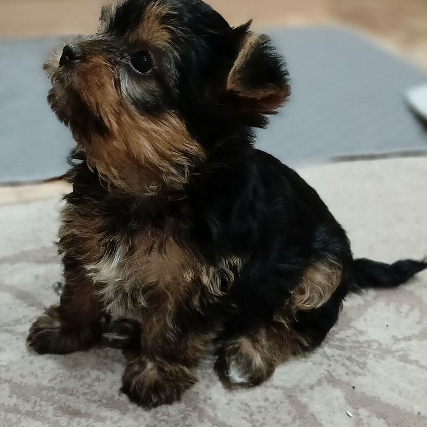 Йоркширский терьер, щенок