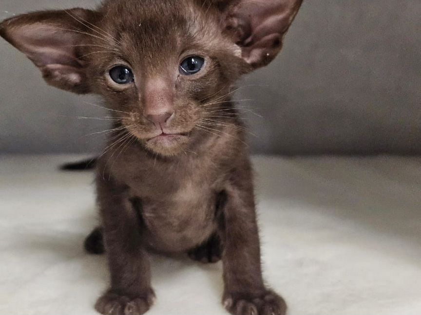 Ориентальные котята в экстним и современном типе