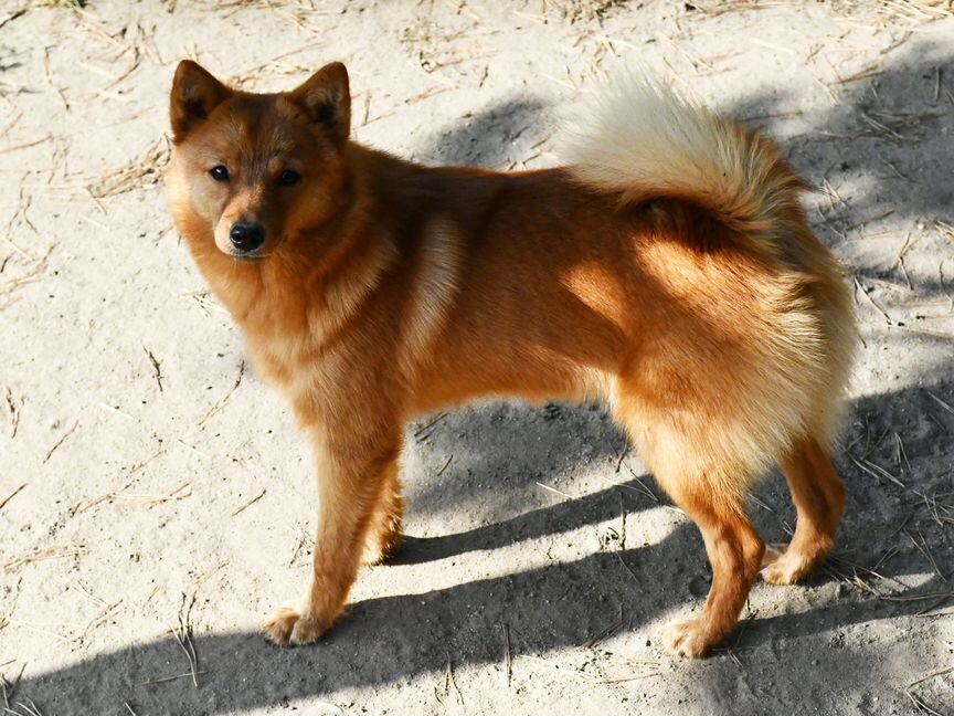 Карело-финская лайка, подрощенная сука