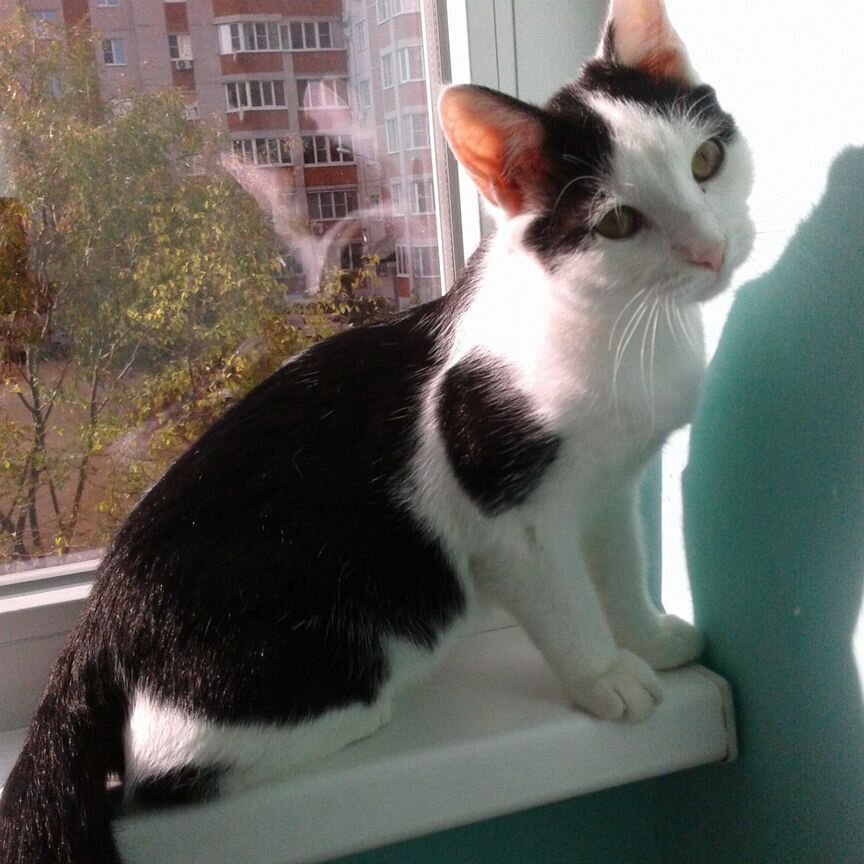 Красавчик Феликс (5,5 мес.)