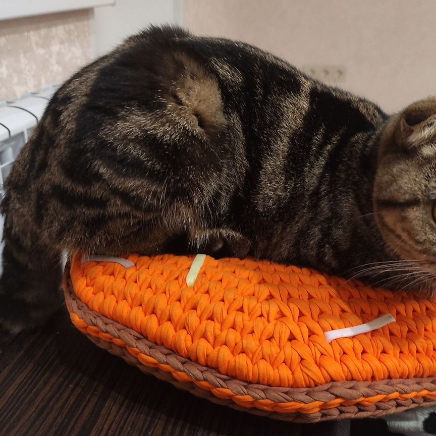 Шотландская кошка вязка