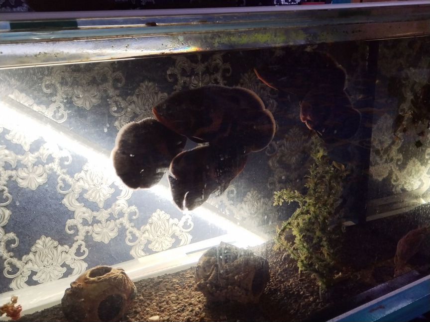 Астронотус 5 шт, размер 20-25см, отдам бесплатно