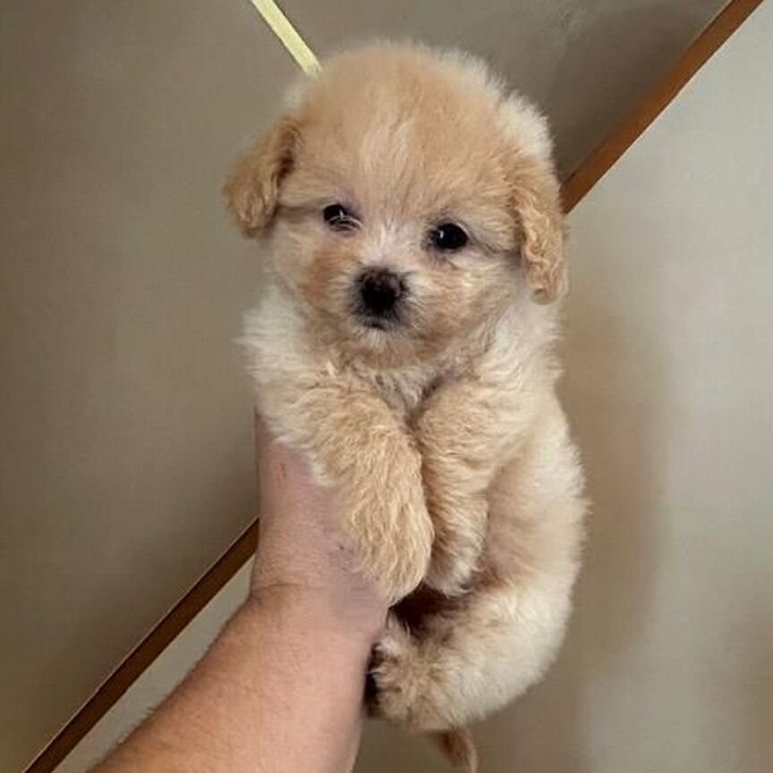 Щенки помапу