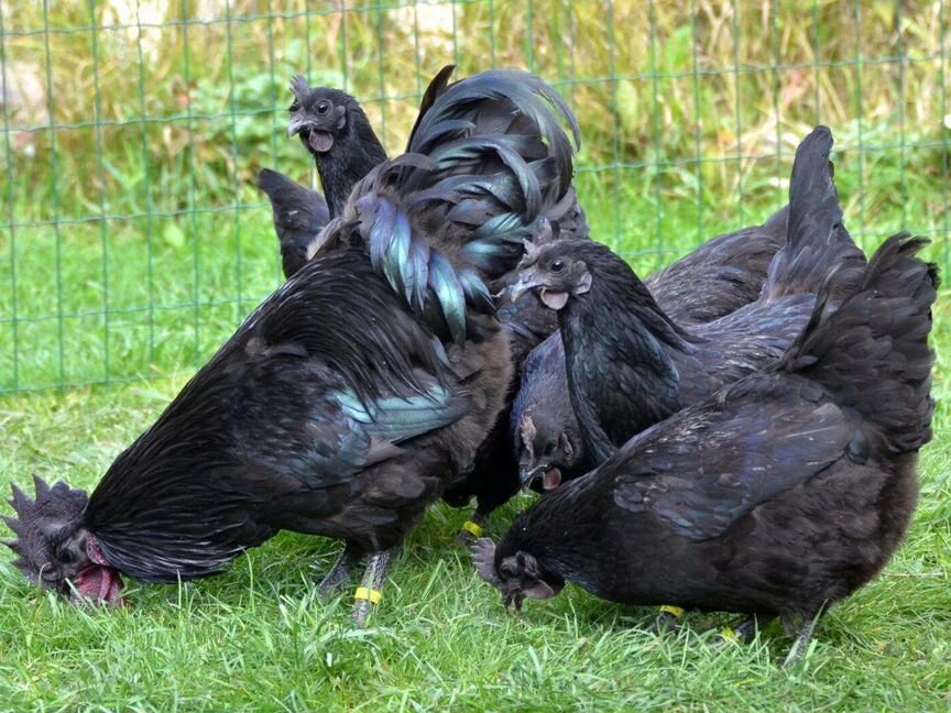 Ухейилюй, Цесарки, Леггорн петушки