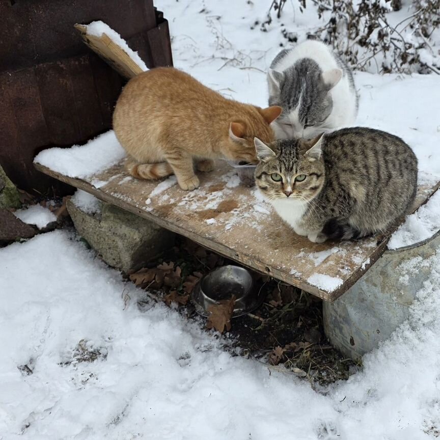 Взрослая кошка в добрые руки