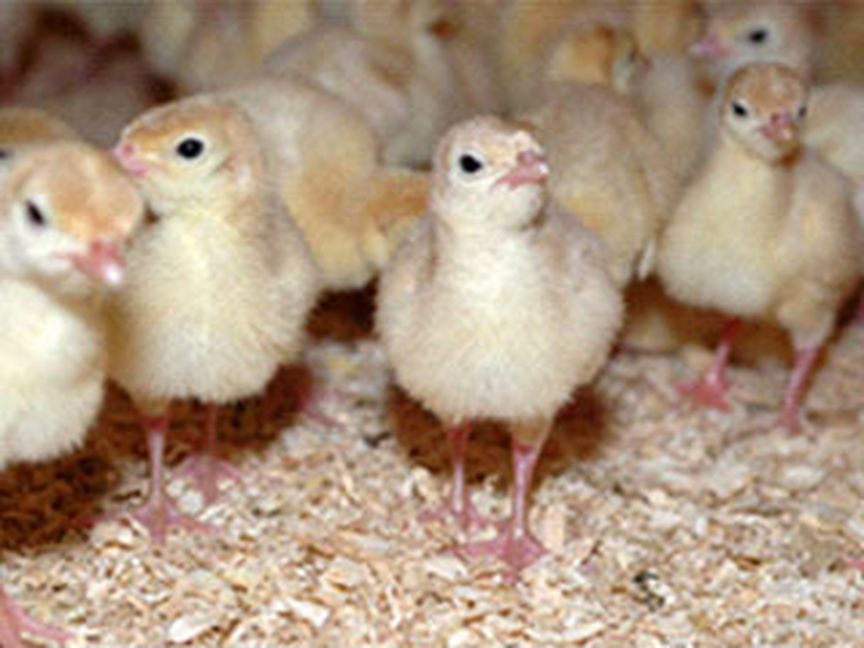 Индюки Биг-6 за кг