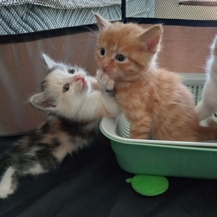 Котёнок в добрые руки