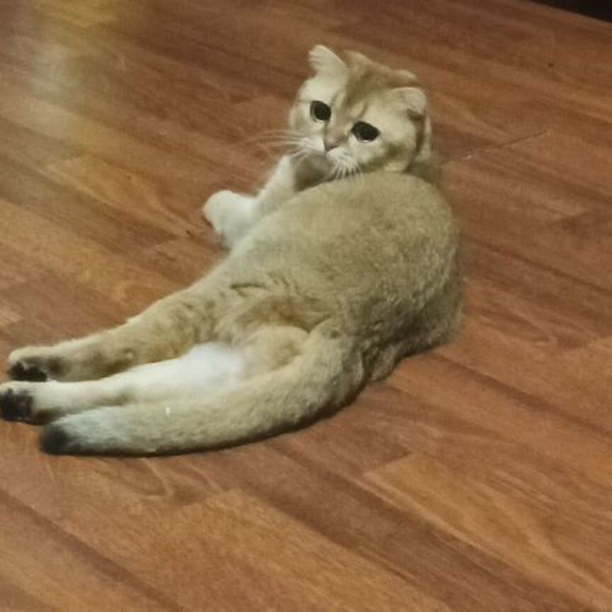 Кошечка золотая шиншилла фолд, 2 года