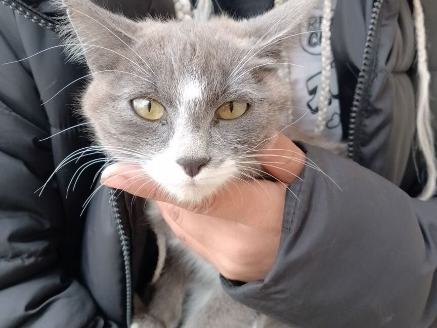 Отдаем котенка в добрые руки привезём сами