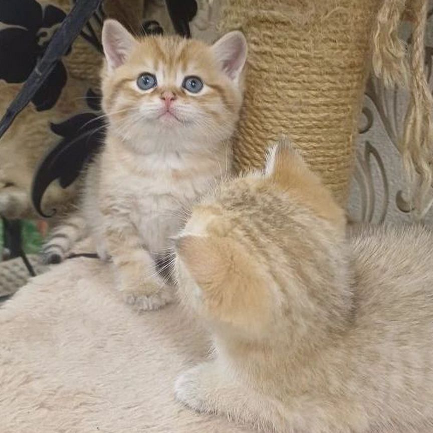 Британский короткошёрстный котёнок