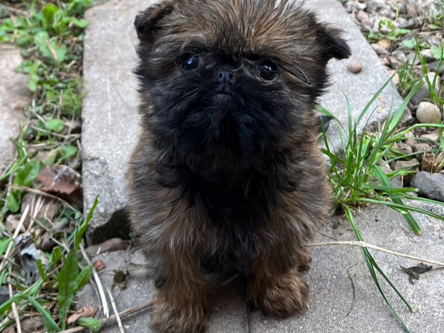 Щенки брюссельский гриффон