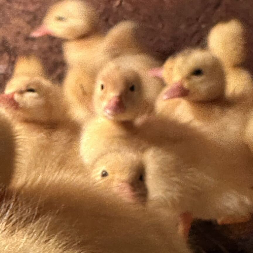 Утята суточные