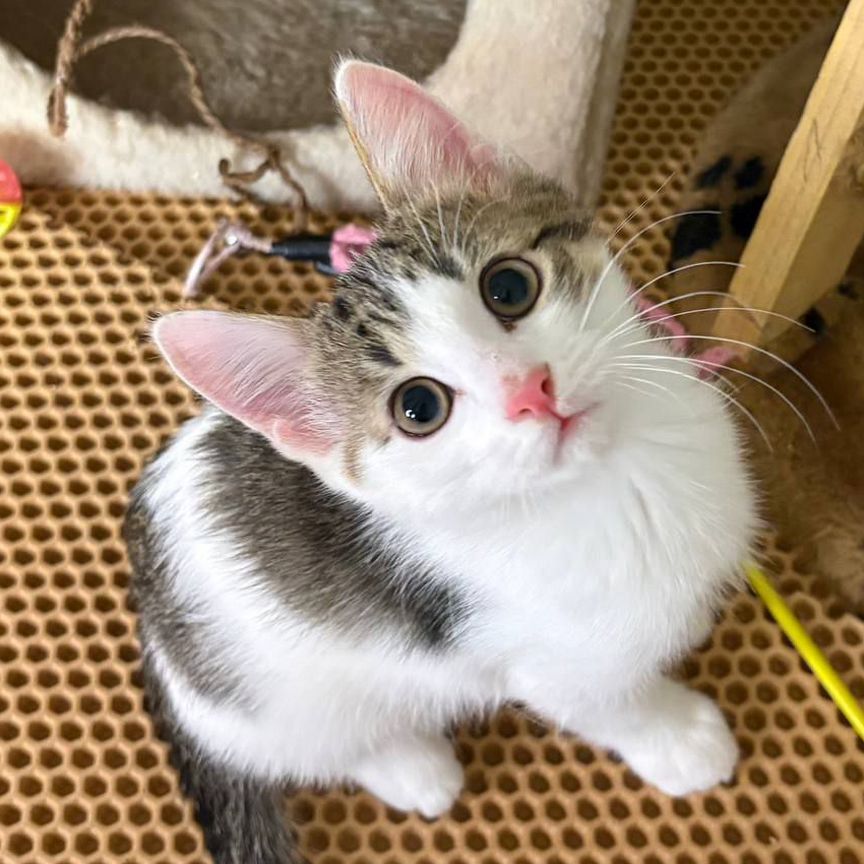 Котёнок в добрые руки