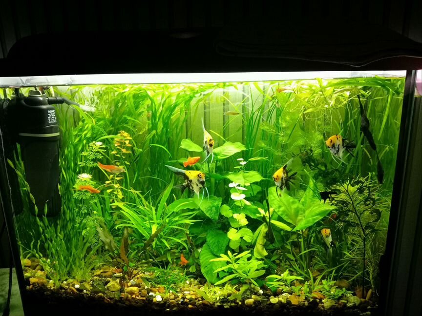 Аквариумны