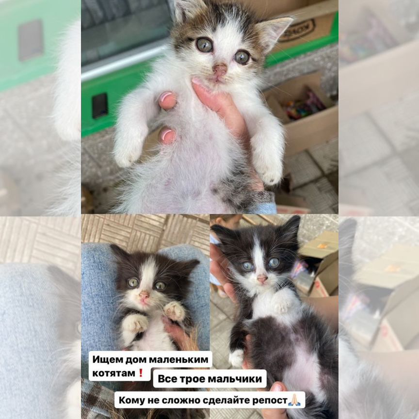 Котята