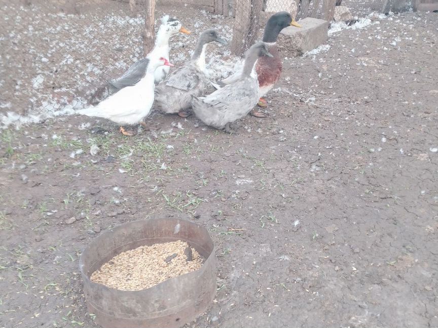 Утки,Фаворит