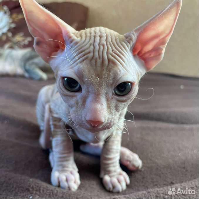 Котенок породы сфинкс