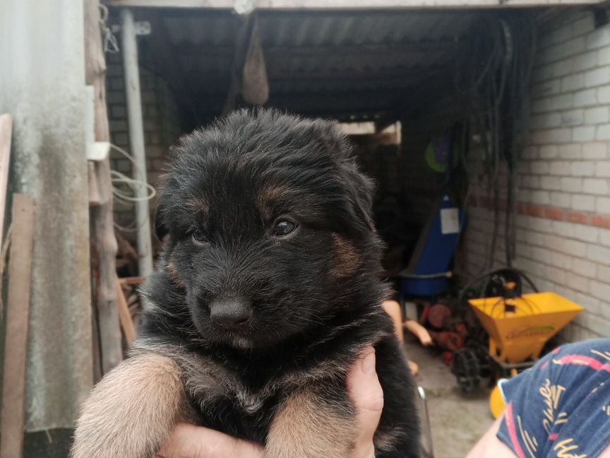 Немецкая овчарка