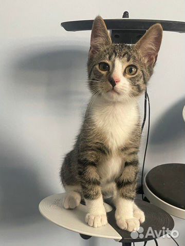 Котенок мальчик Ларс