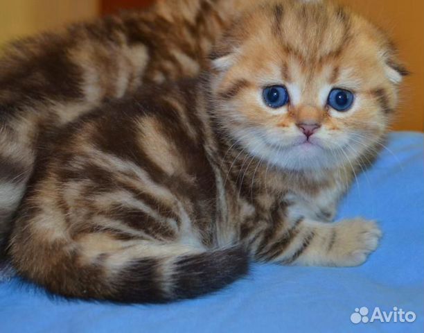 Вислоухие котята с огромными глазами