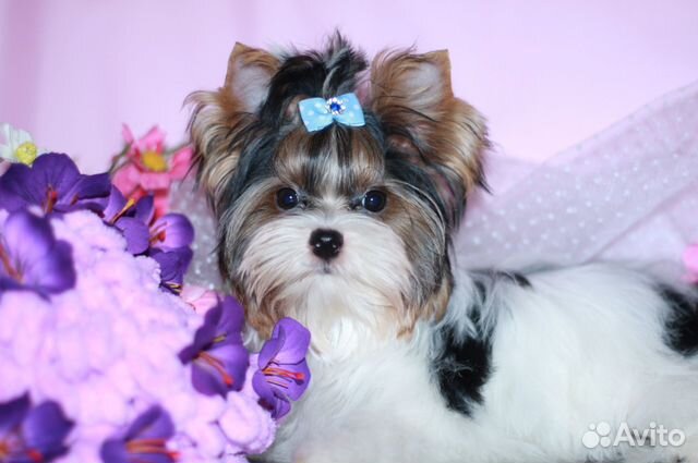 Самый красивый мальчик