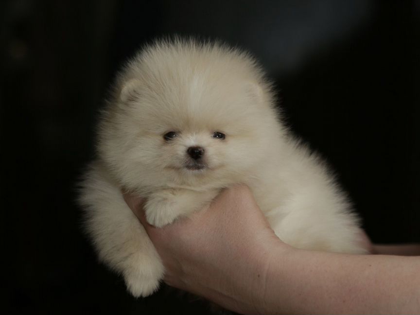 Померанский шпиц мини