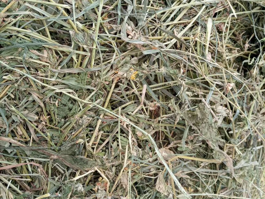 Сено люцерны в тюках