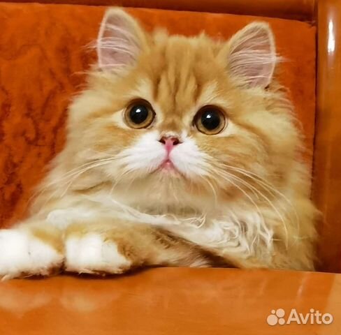 Супер котик. Мультик. Хайленд страйт. Породный