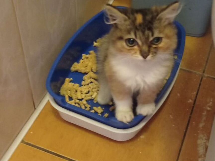 Кошка 3 месяца