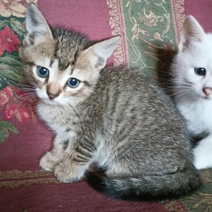 Котята в добрые