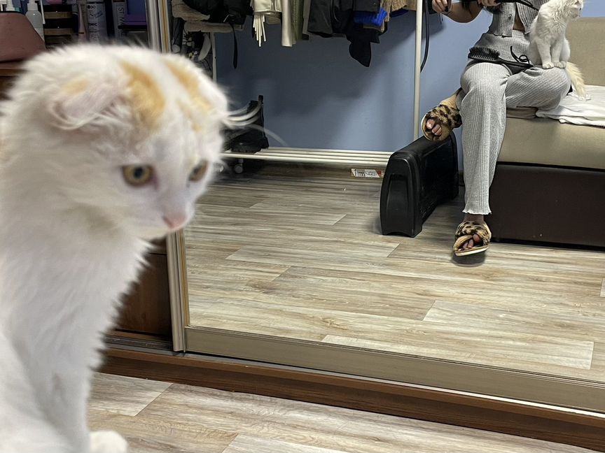 Домашние животные кошки