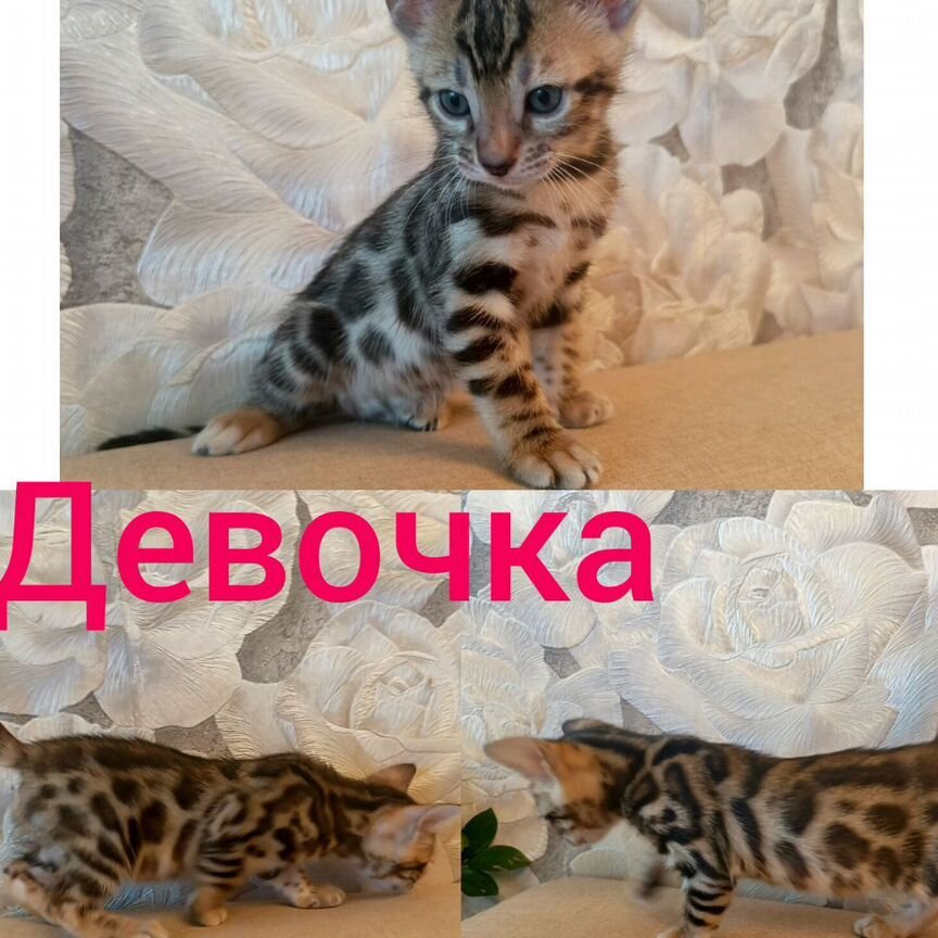 Бенгальские котята