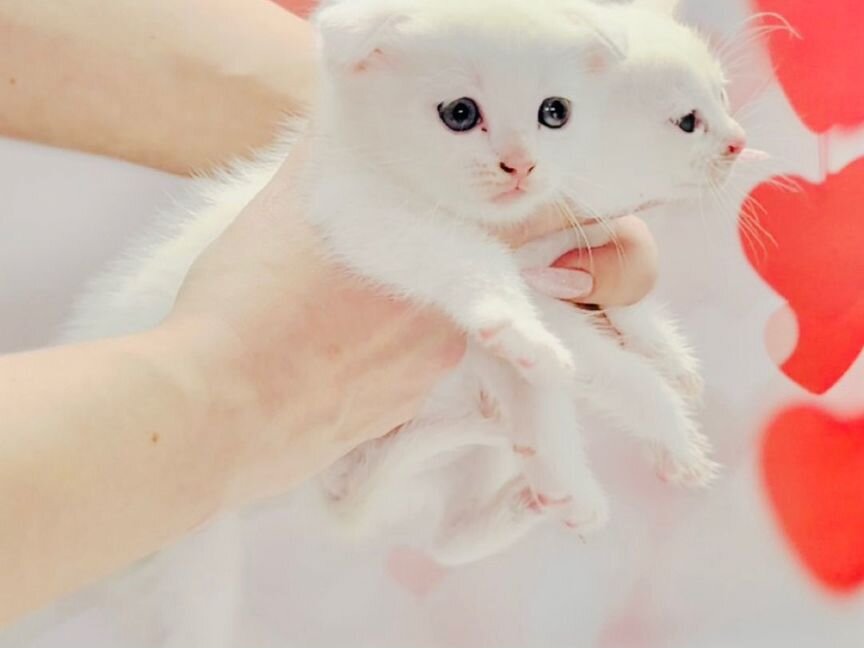 Шотландские вислоухие котята белоснежные