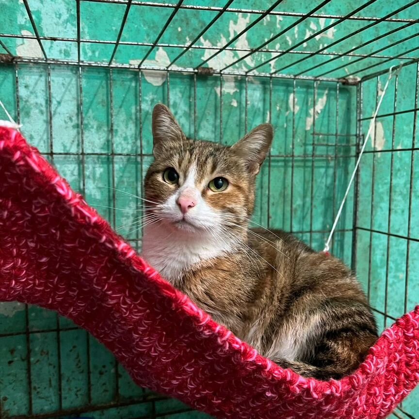 Нежная кошечка Илона в дар
