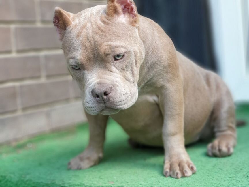 Щенки американского булли