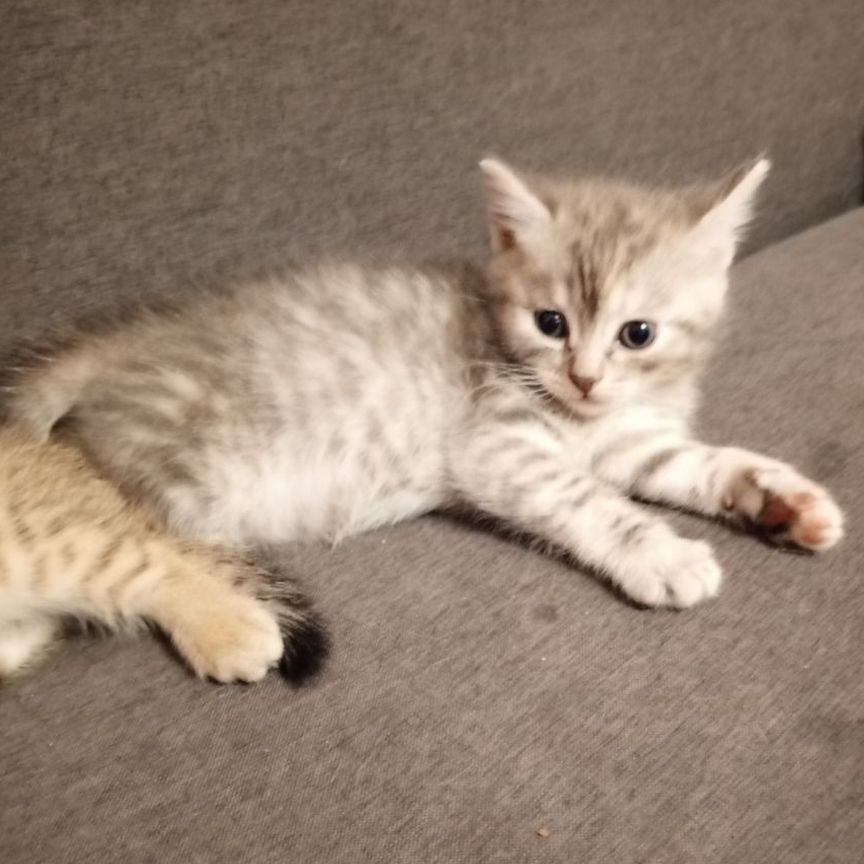 Котёнок в добрые руки