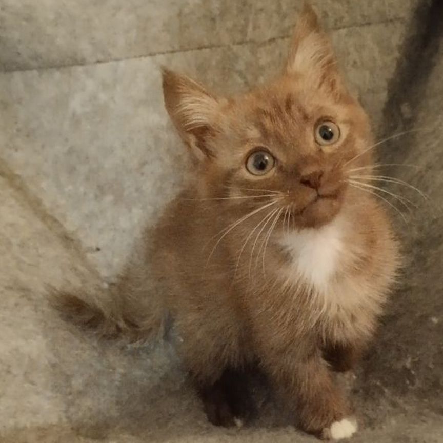 Котёнок в добрые руки