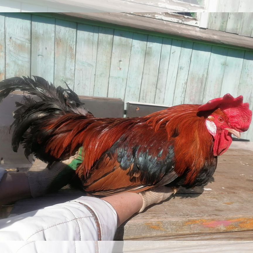Петух молодой домашний