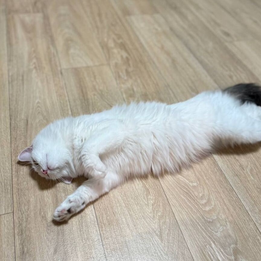 Взрослая, кошка в добрые руки