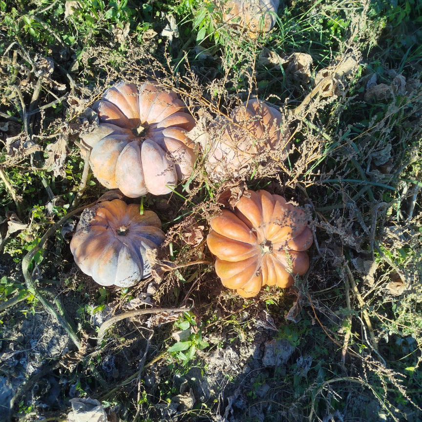 Тыква кормовая