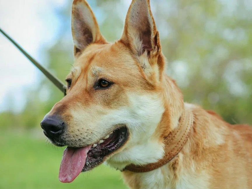 Собака в добрые руки отдам бесплатно