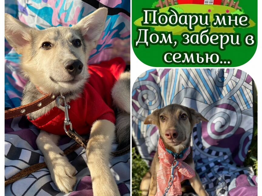 Собака