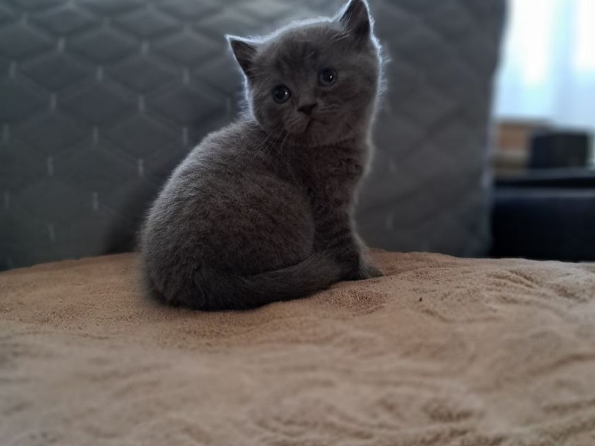Британские котята