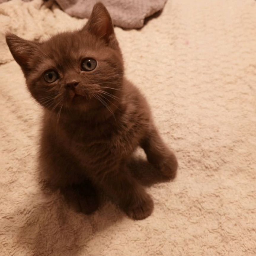 Британский котик